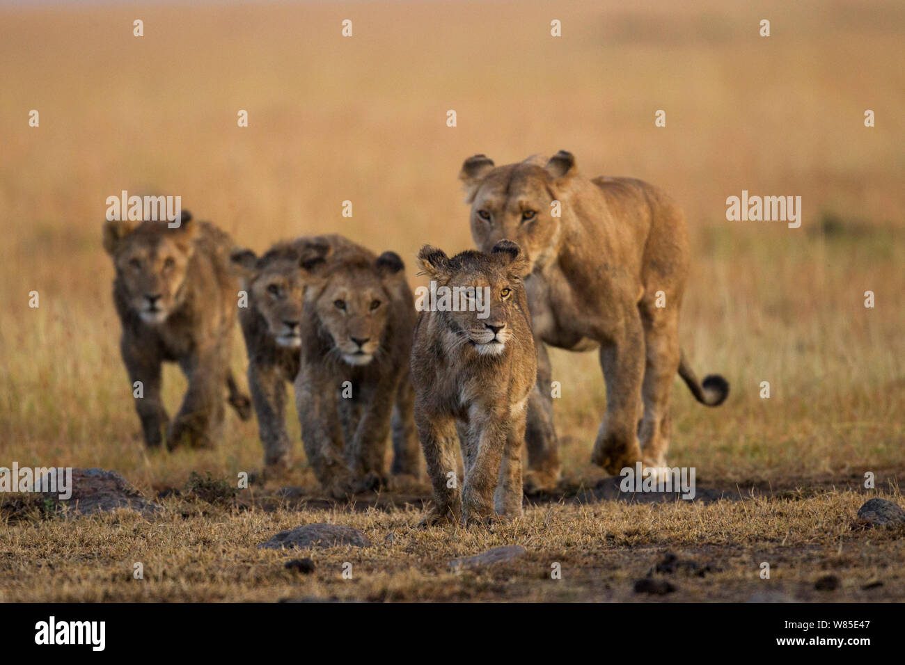 African Lioness (Panthera leo) walking with four cubs aged 1 year ...