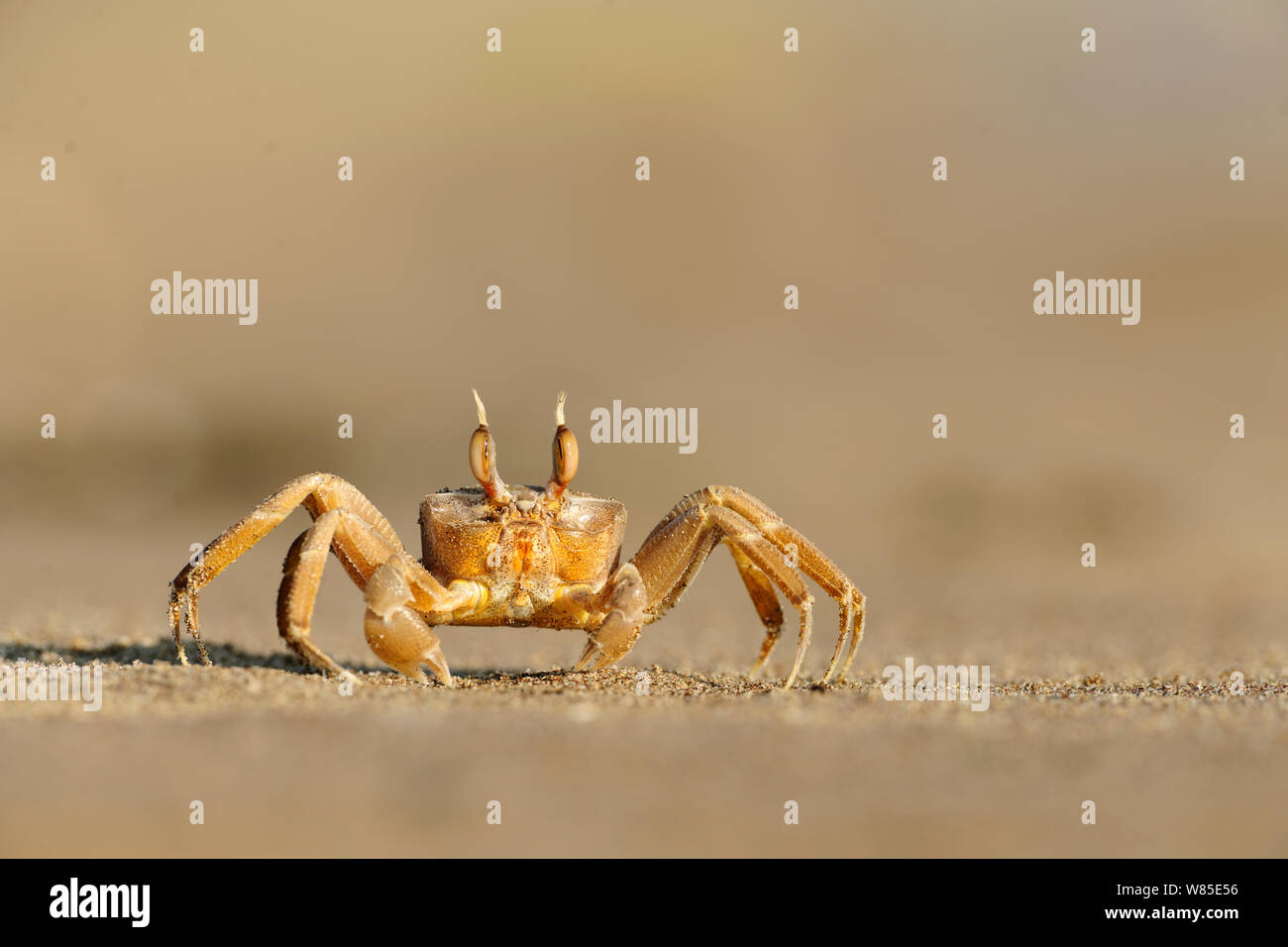 Ocypode cursor hi-res stock photography and images - Alamy