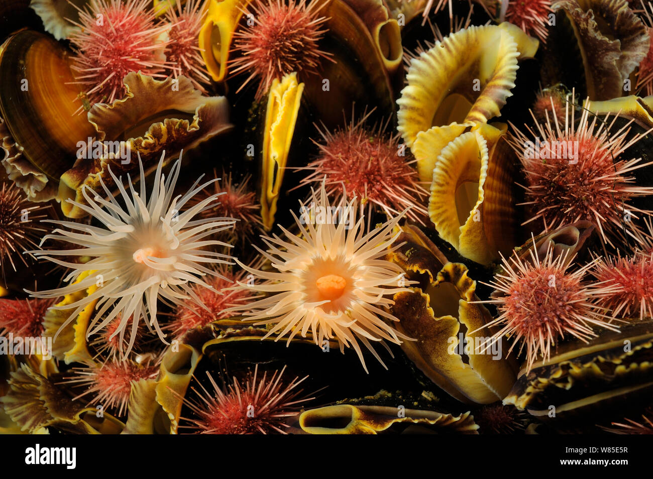 Halcurias pilatus hi-res stock photography and images - Alamy