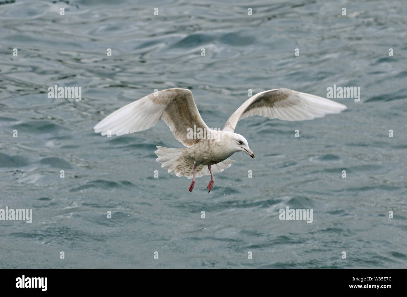 Iceland Gull (Larus glaucoides) second winter gull in flight, Ardglass ...