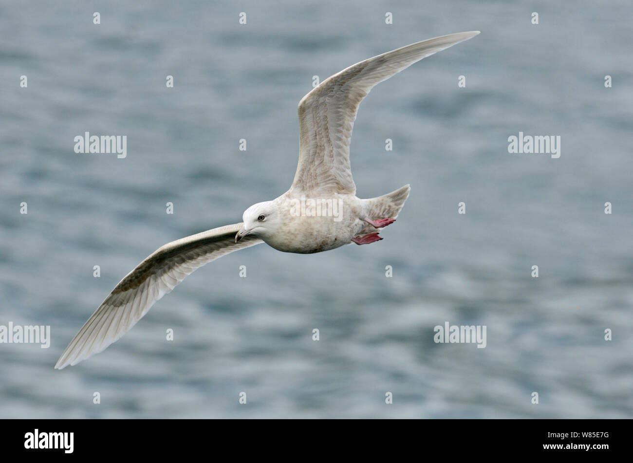 Iceland Gull (Larus glaucoides) second winter gull in flight, Ardglass ...