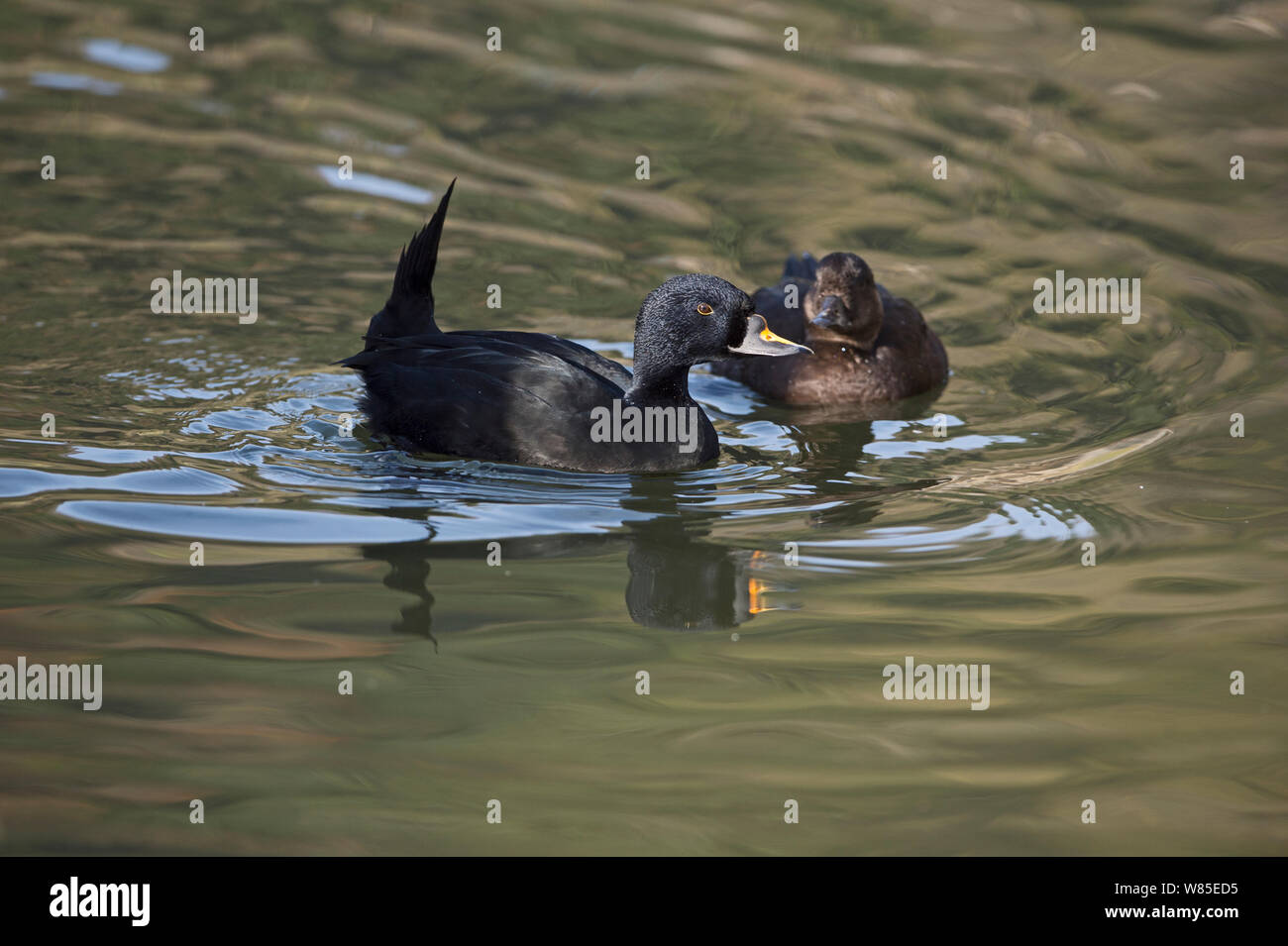 Common Scoter (Melanitta nigra) male displaying to female, Captive ...