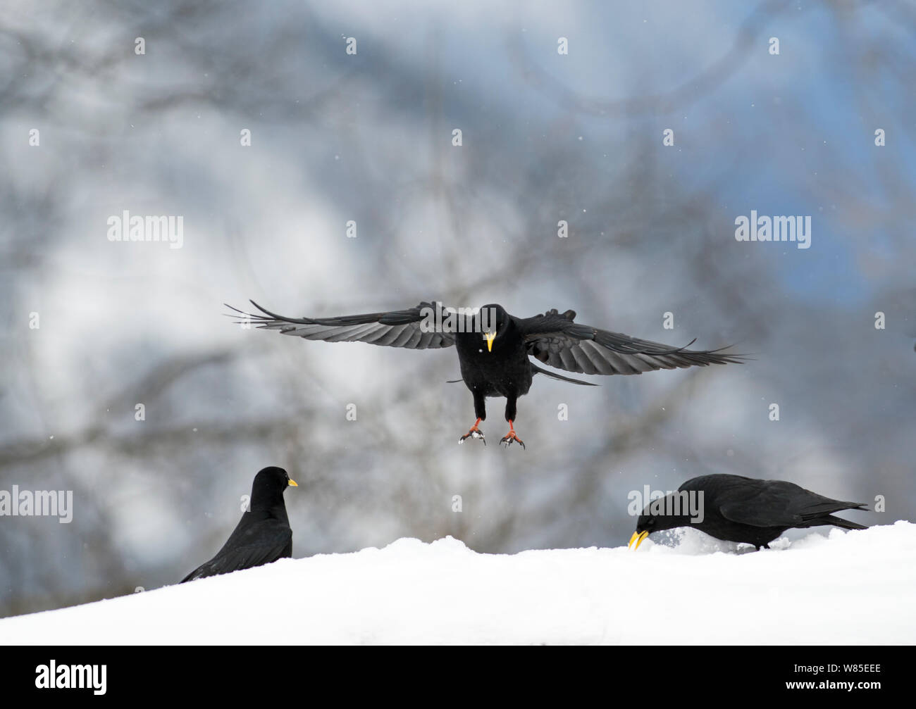 Crow landing hi-res stock photography and images - Alamy