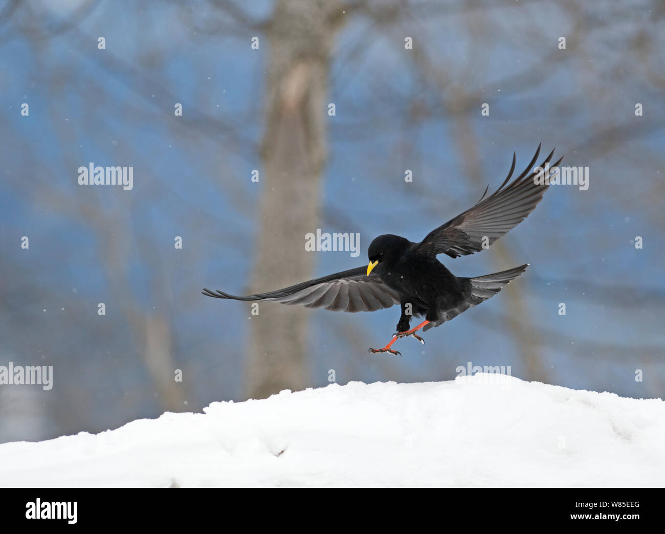 Alpine Chough (Pyrrhocorax graculus) in flight, Bernese Alps ...