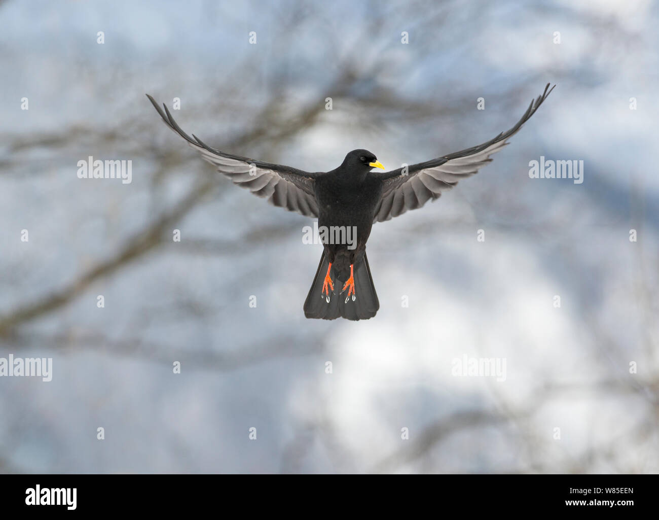 Alpine Chough (Pyrrhocorax graculus) in flight, Bernese Alps ...