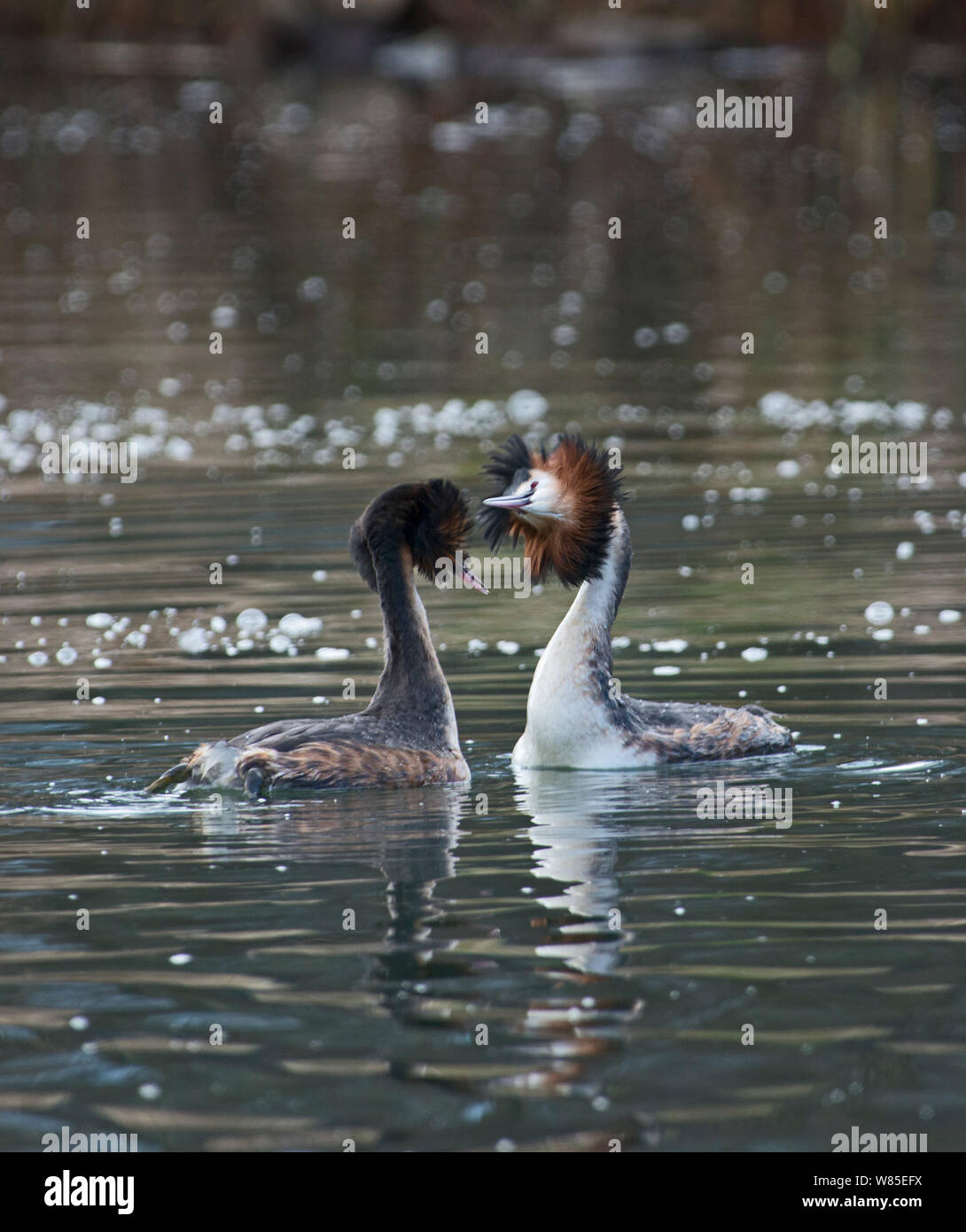 Courtship ritual march hi-res stock photography and images - Alamy