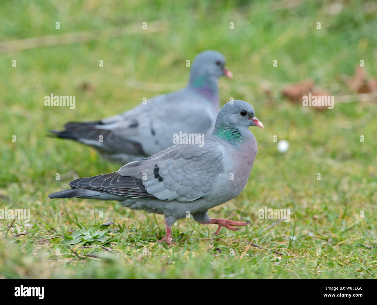 Suffolk birds hi-res stock photography and images - Alamy
