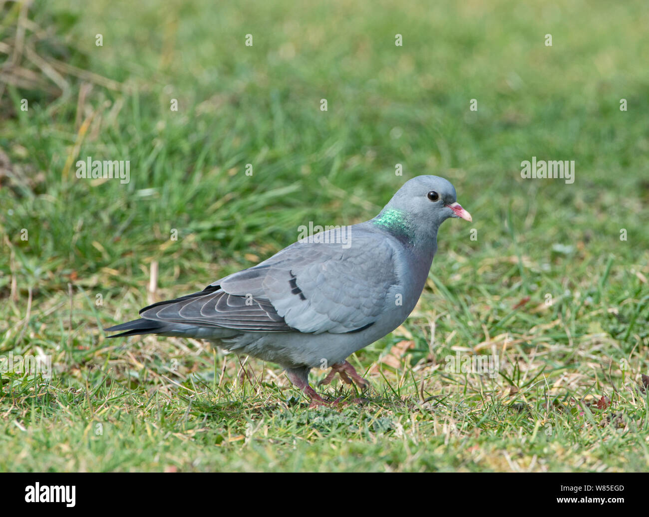 Suffolk birds hi-res stock photography and images - Alamy
