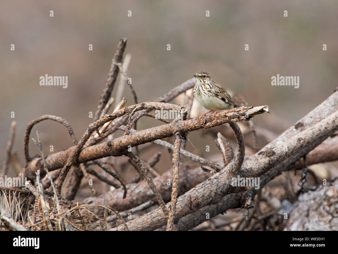 Wood Lark High Resolution Stock Photography and Images - Alamy