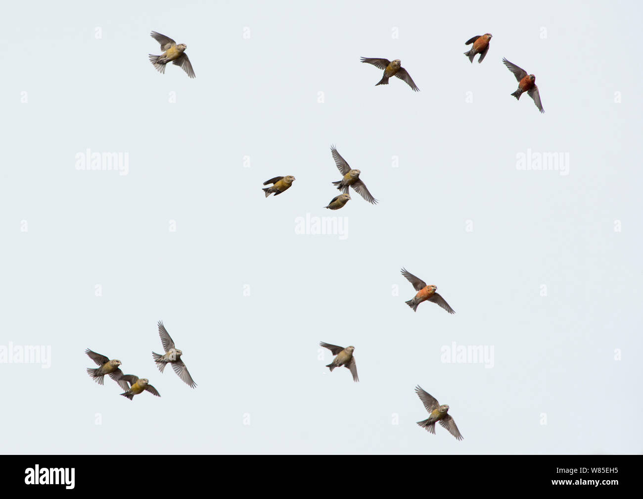 Common Crossbills (Loxia curvirostra) in flight, Holt, Norfolk, England ...