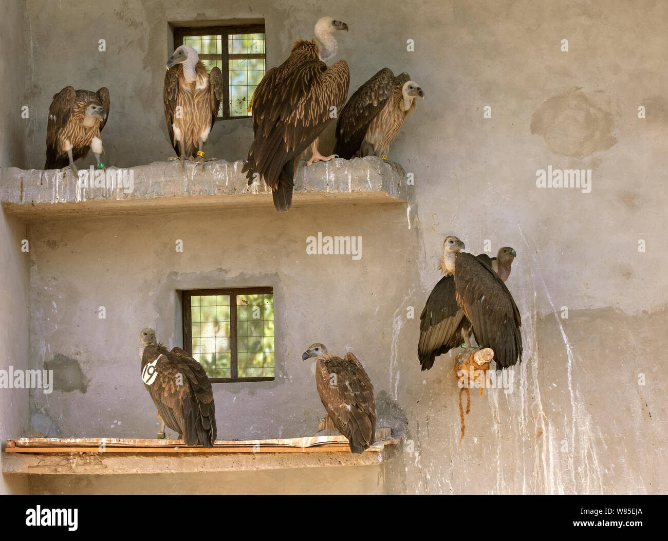 Long billed vultures hi-res stock photography and images - Alamy