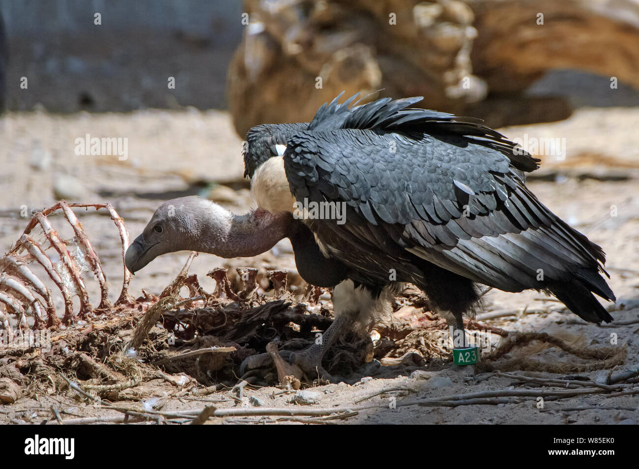 Oriental white-backed vulture (Gyps bengalensis) adult feeding on clean ...