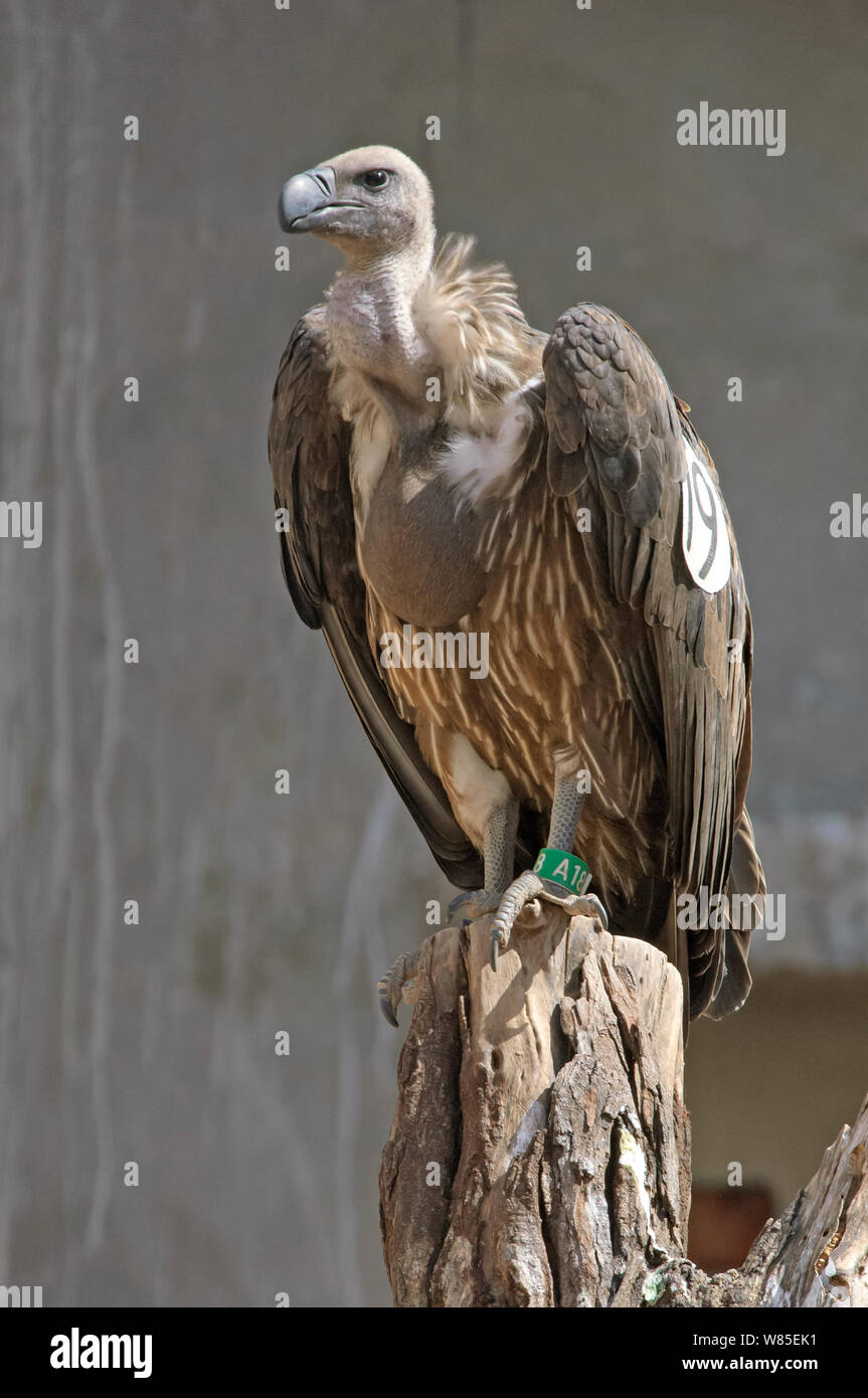 White rumped vulture hi-res stock photography and images - Alamy