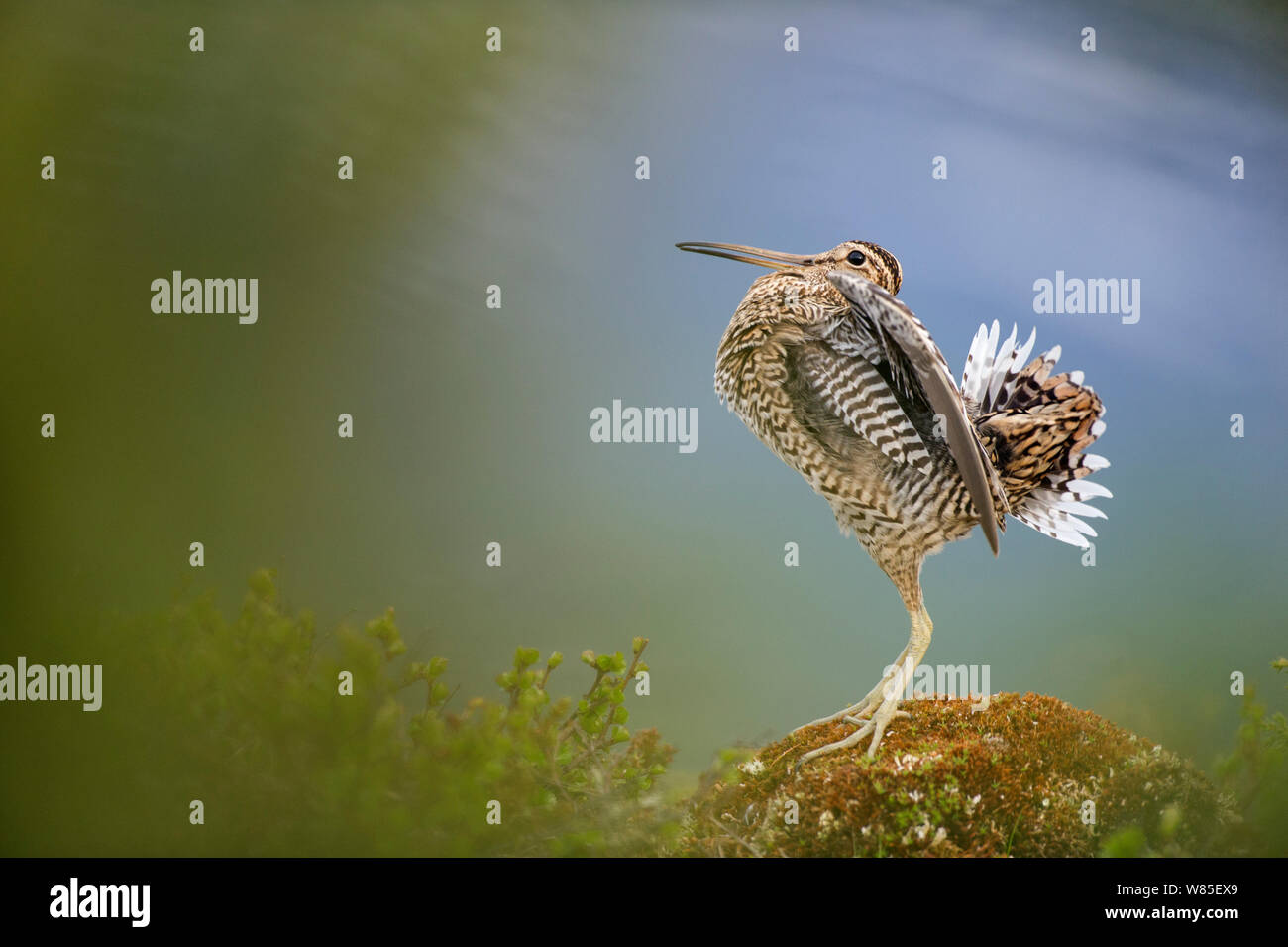 Great snipe (Gallinago media) displaying. Norway, May Stock Photo - Alamy