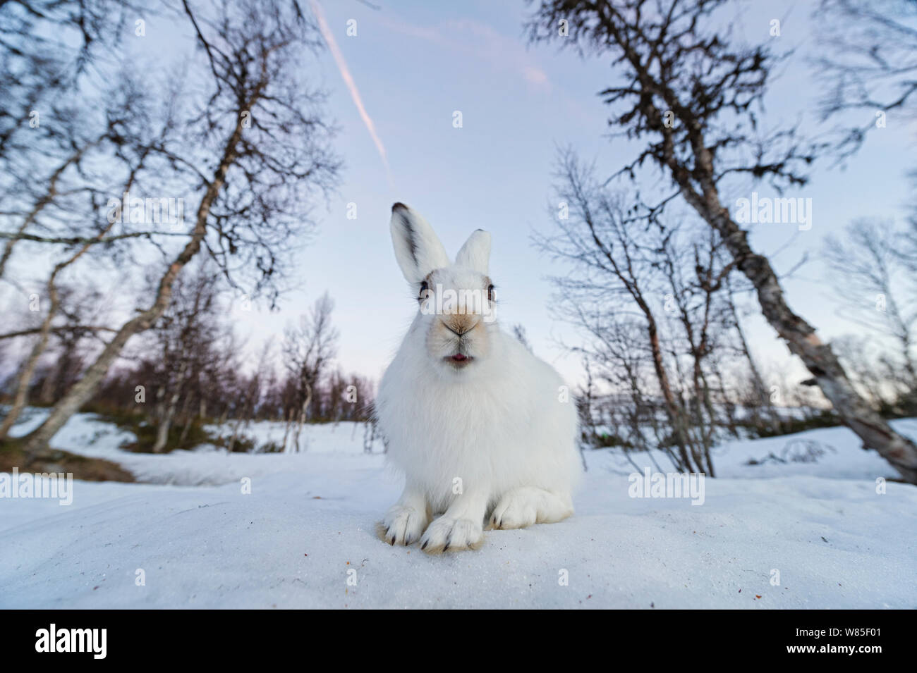 Mountain hare (Lepus timidus) portrait in winter coat in snow ...
