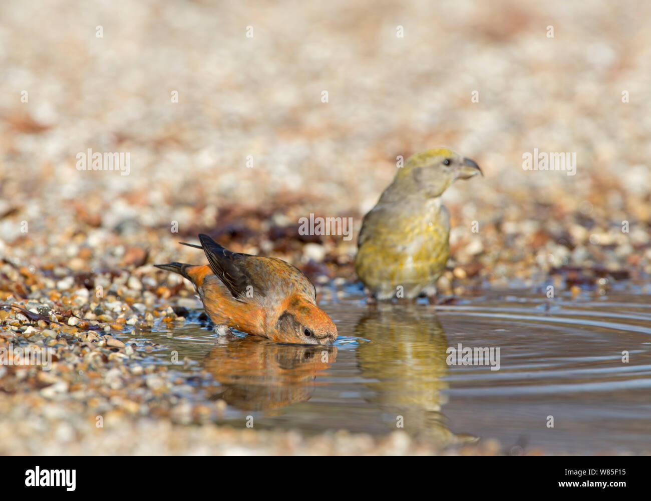 Female red crossbill hi-res stock photography and images - Alamy