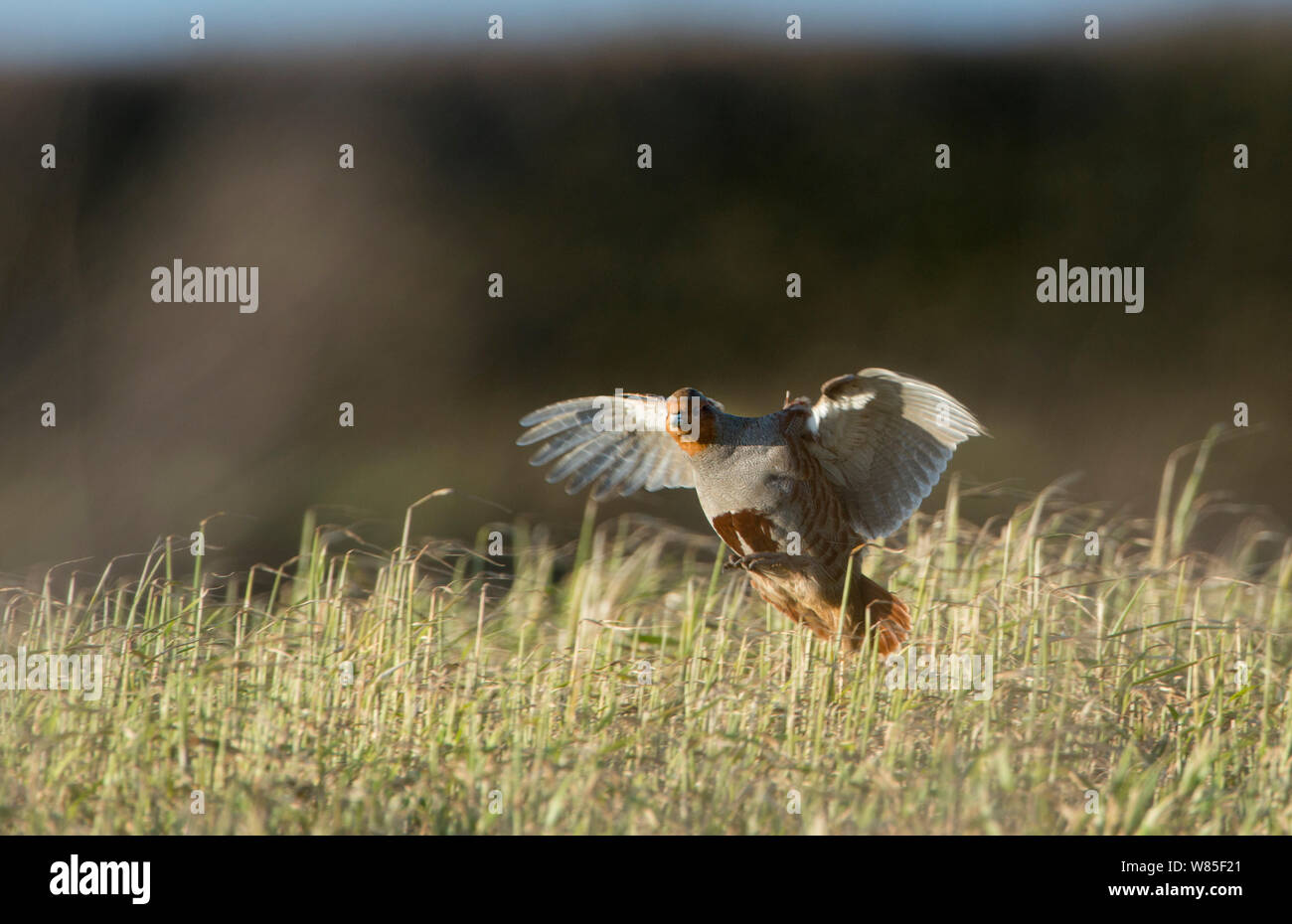 Flying partridge hi-res stock photography and images - Alamy