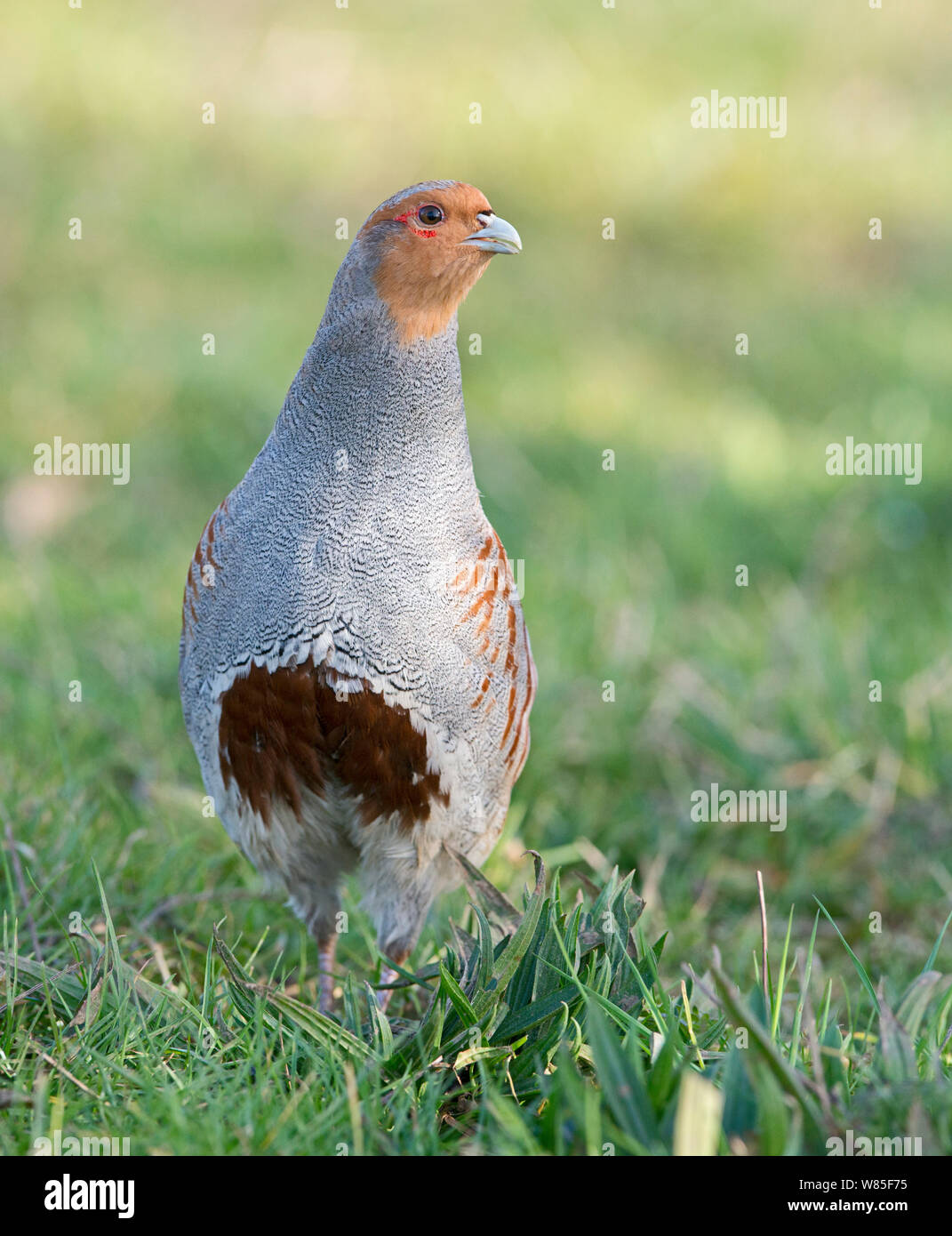 Grey partridge perdix perdix norfolk hi-res stock photography and ...