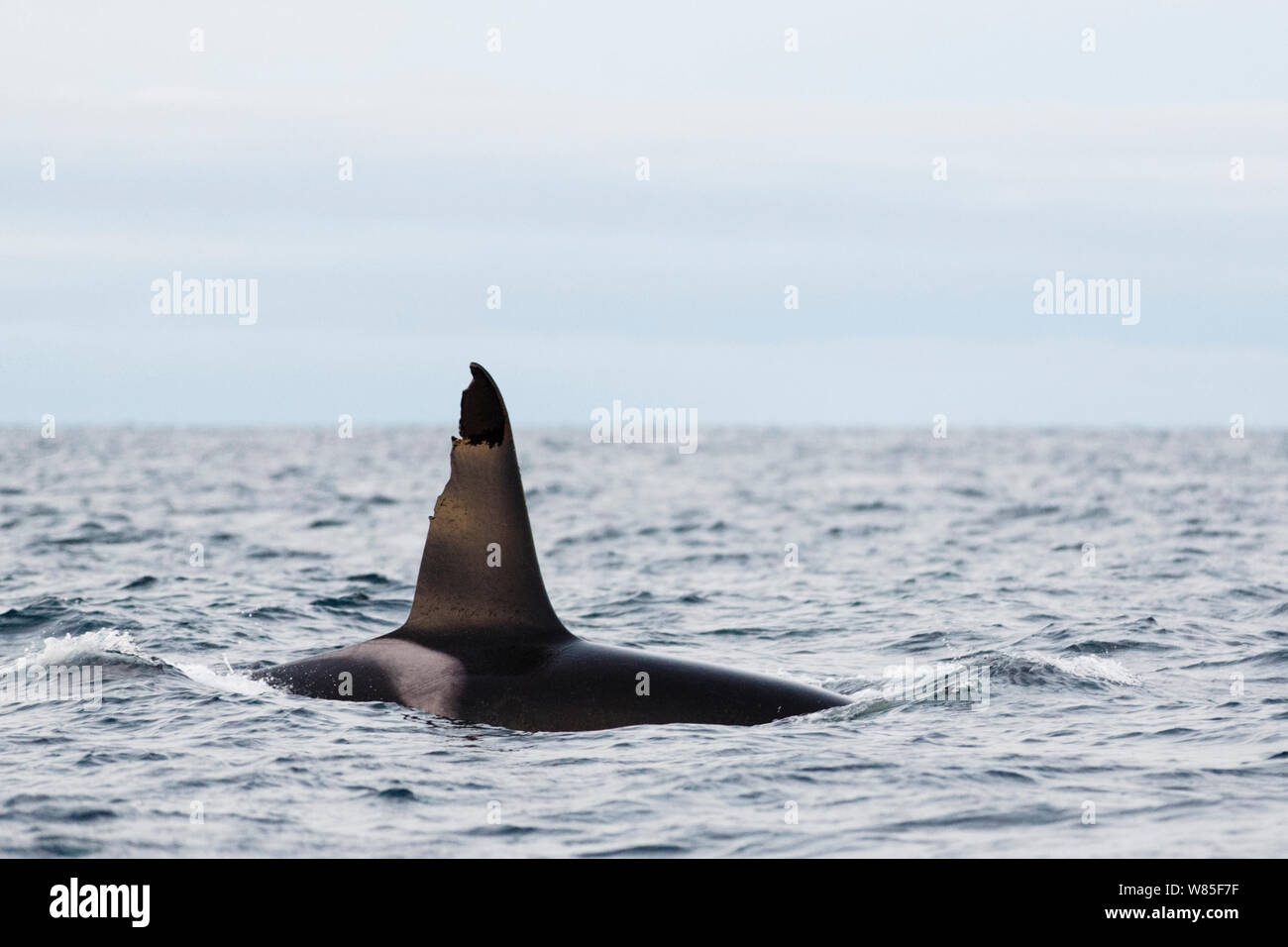 Killer whale / orca (Orcinus orca) surfacing, showing injured dorsal ...