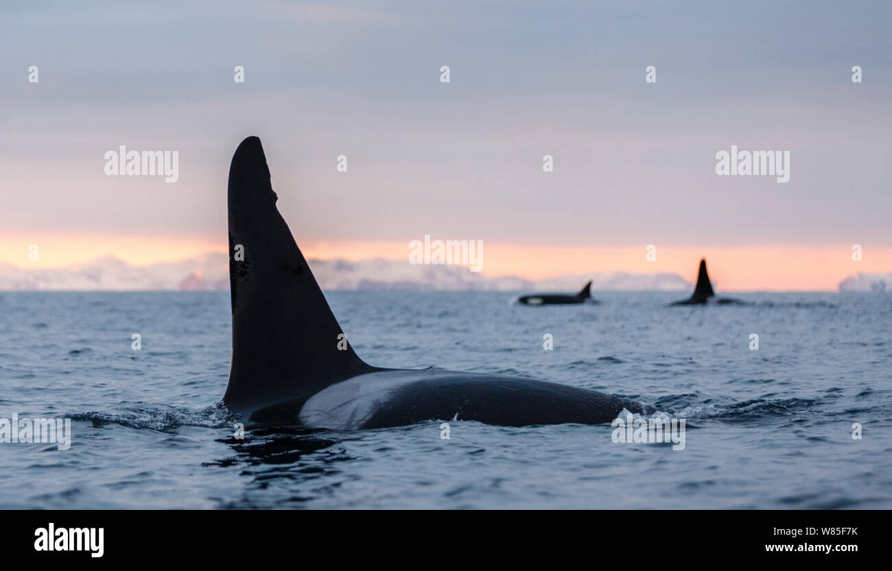 Killer whale / orca (Orcinus orca) pod searching for herring in ...