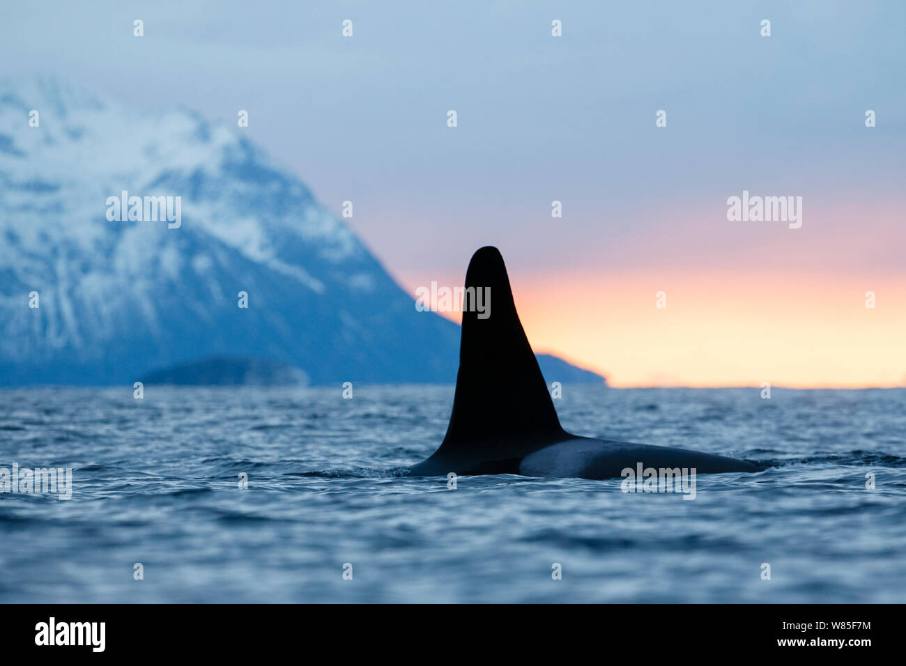 Large bull or male orca or killer whale hi-res stock photography and ...