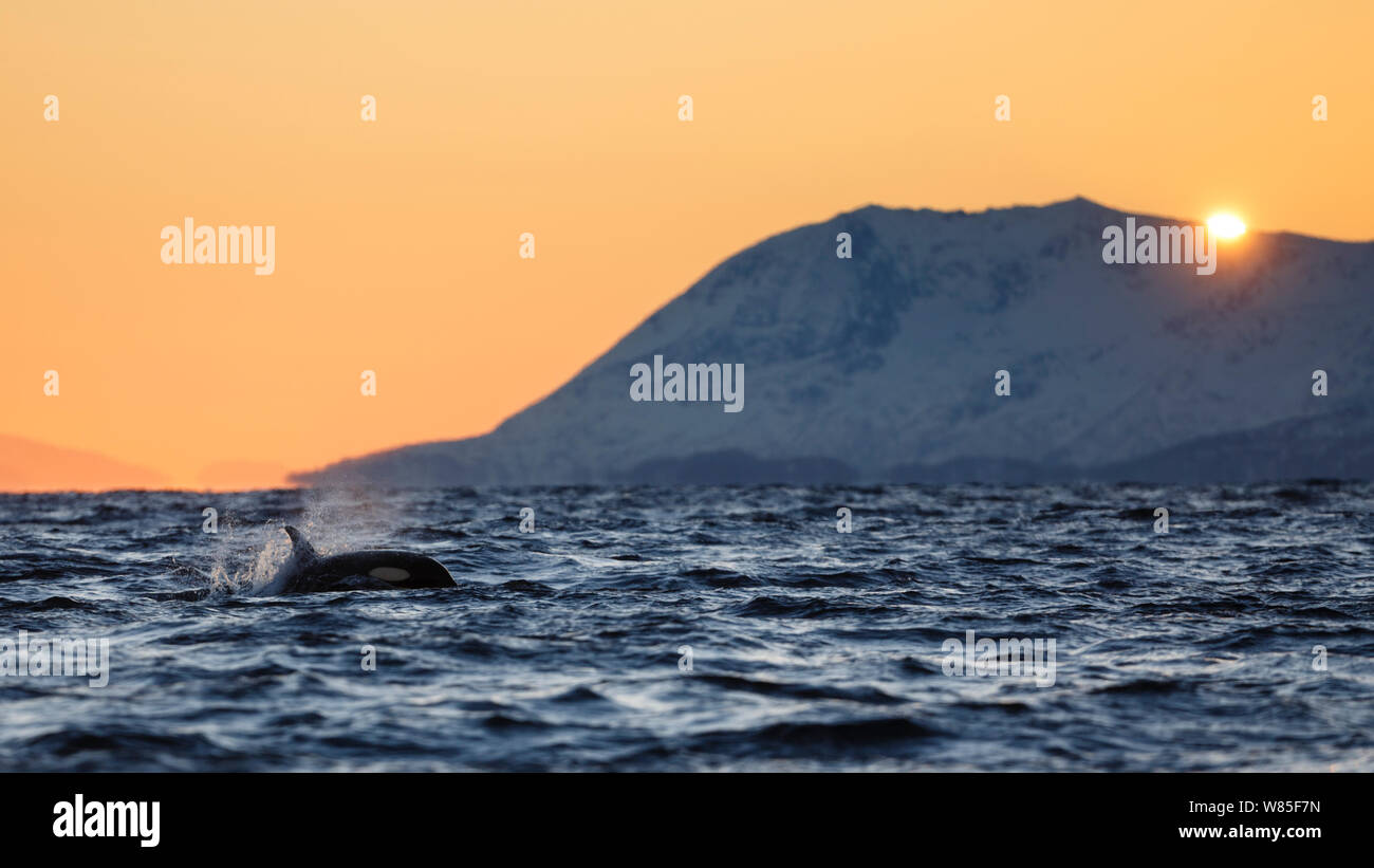 Killer whale / orca (Orcinus orca) surfacing during the first sunrise ...