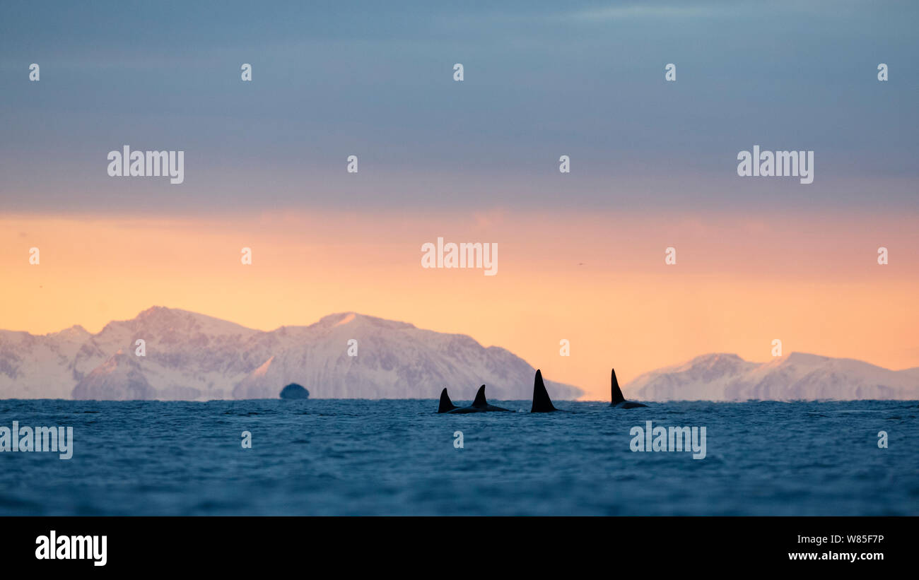 Killer whale / orca (Orcinus orca) pod searching for herring in ...
