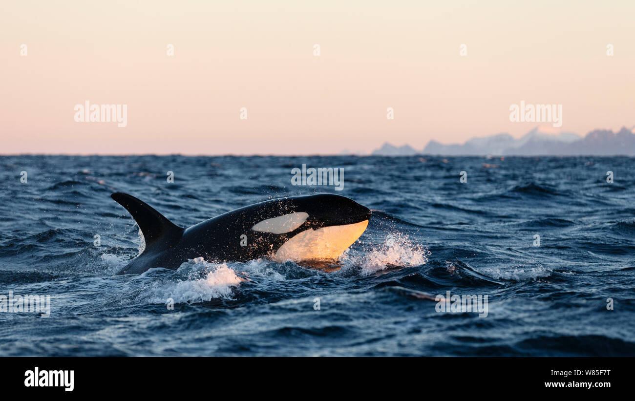 Killer whale / orca (Orcinus orca) surfacing at sunset in Andfjorden ...