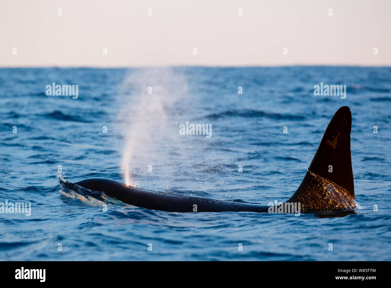 Orca orcinus orca spouting hi-res stock photography and images - Alamy