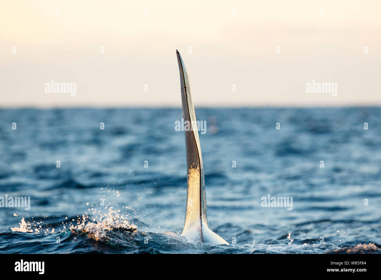 Killer whale / orca (Orcinus orca), dorsal fin of an adult male ...