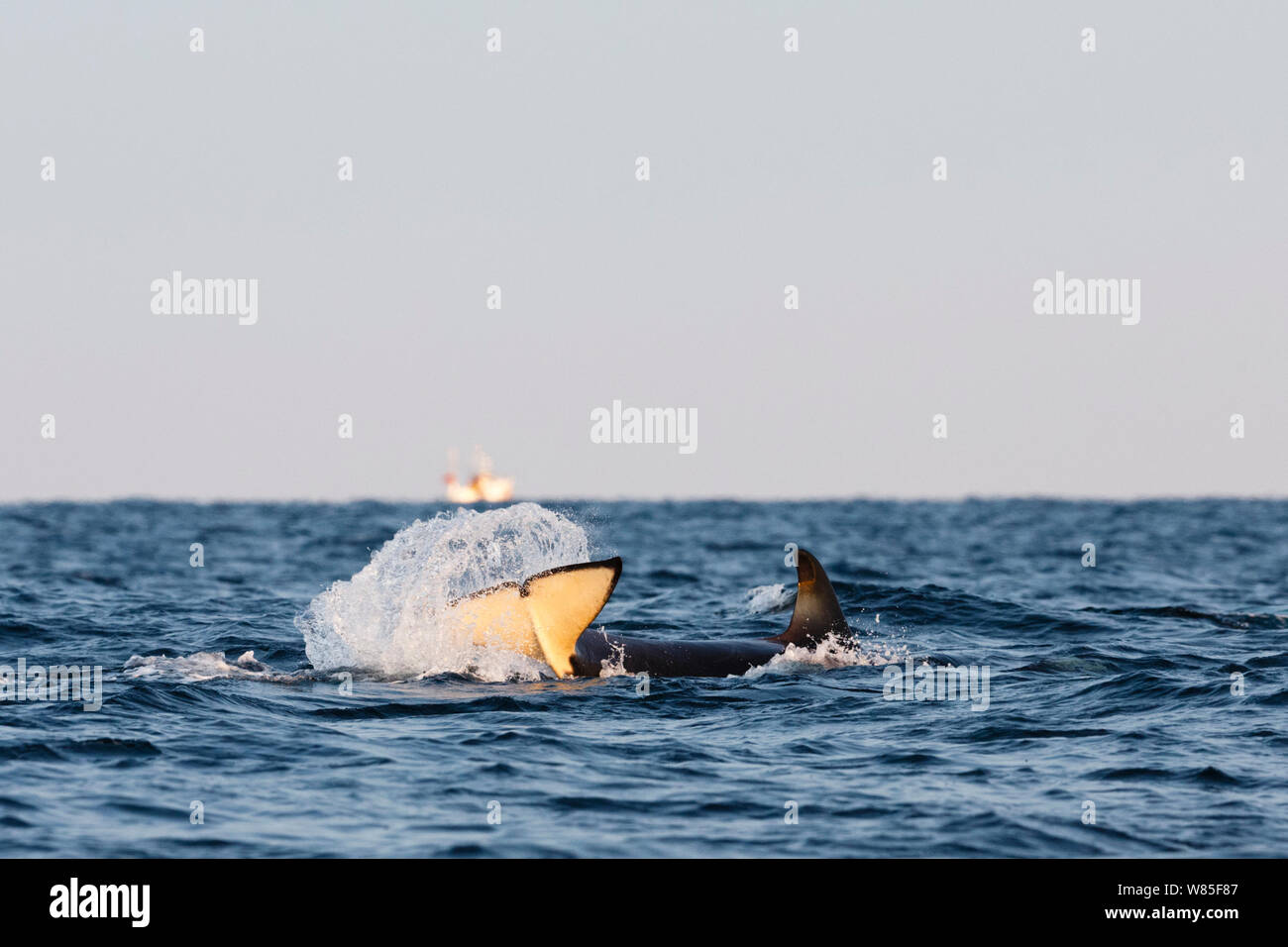 Killer whale / orca (Orcinus orca) tail-slapping / lobtailing. Andenes ...