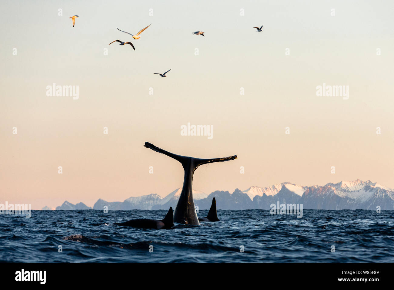 Killer whale hunting humpback whale hi-res stock photography and images ...