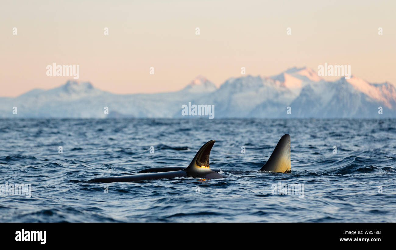 Two dorsal fins hi-res stock photography and images - Alamy