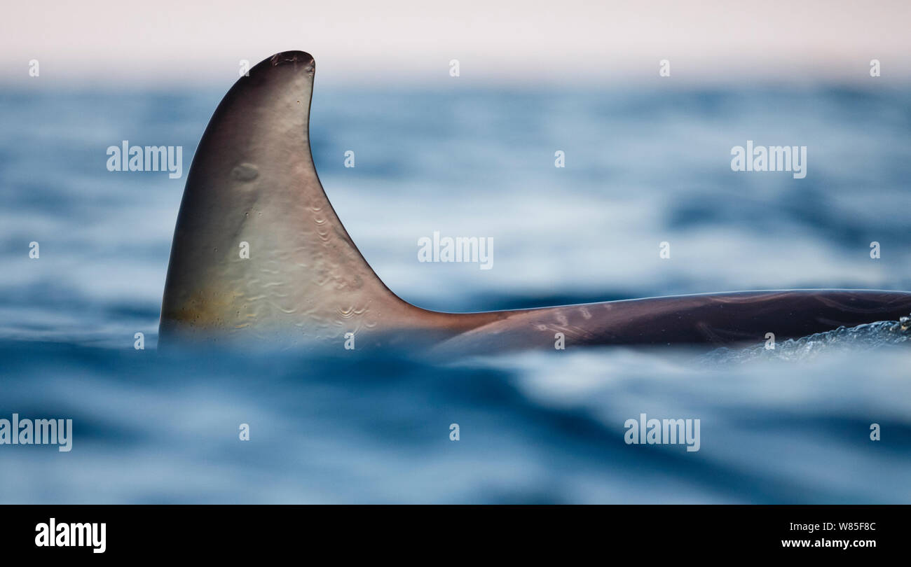 Killer whale / orca (Orcinus orca), close-up of dorsal fin. Andfjorden ...
