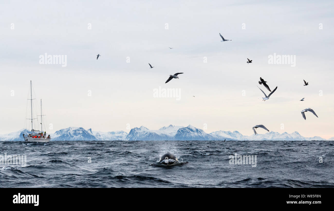 Killer whale / orca (Orcinus orca) swimming towards camera, sailing ...