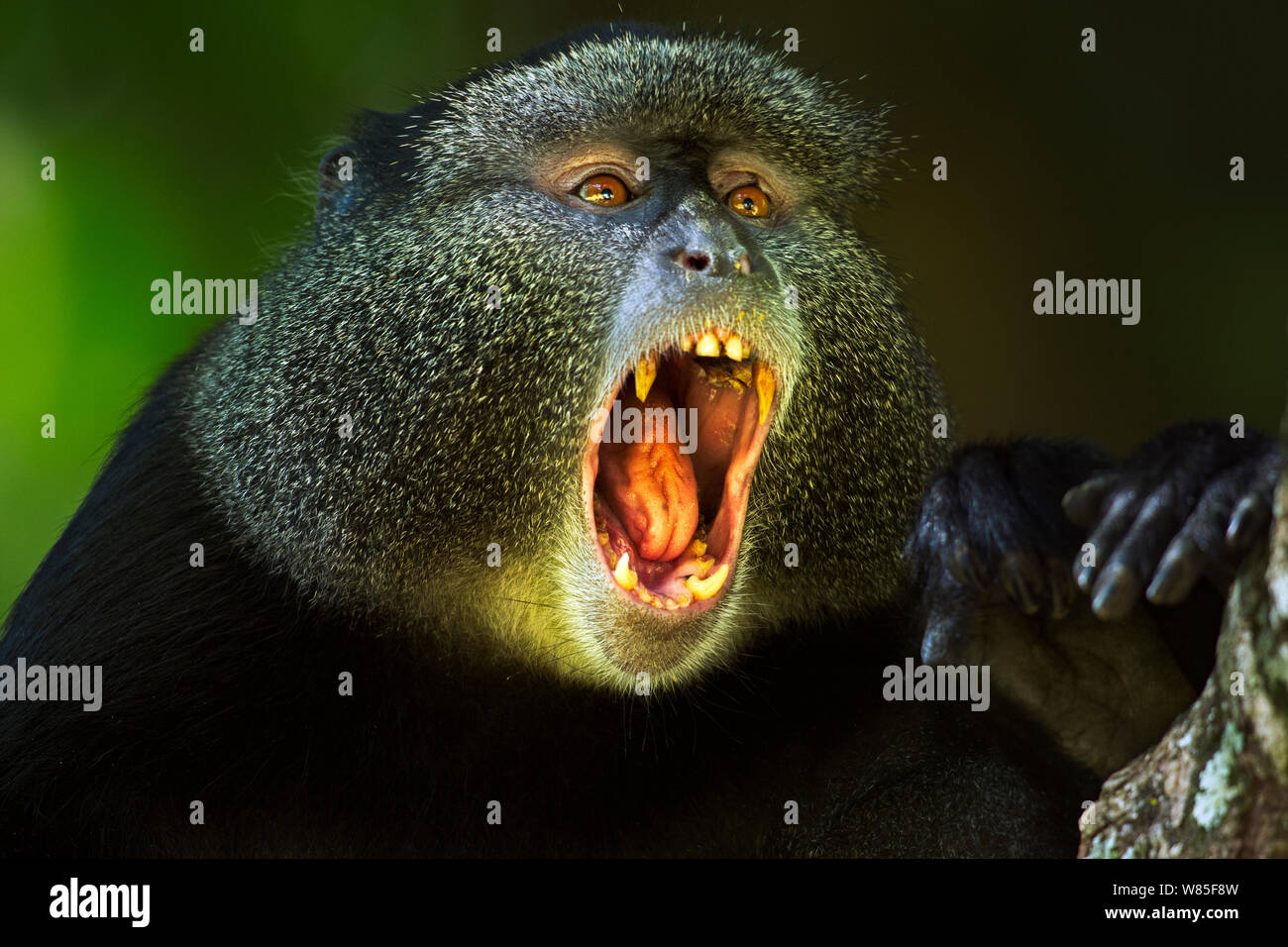 Monkey yawning hi-res stock photography and images - Alamy