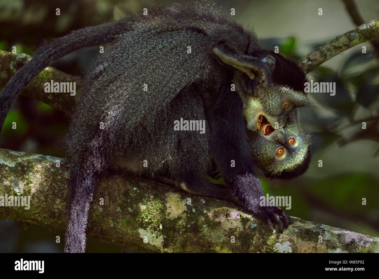 Stulmann's blue monkey (Cercopithecus mitis stuhlmanni) juvenile aged ...