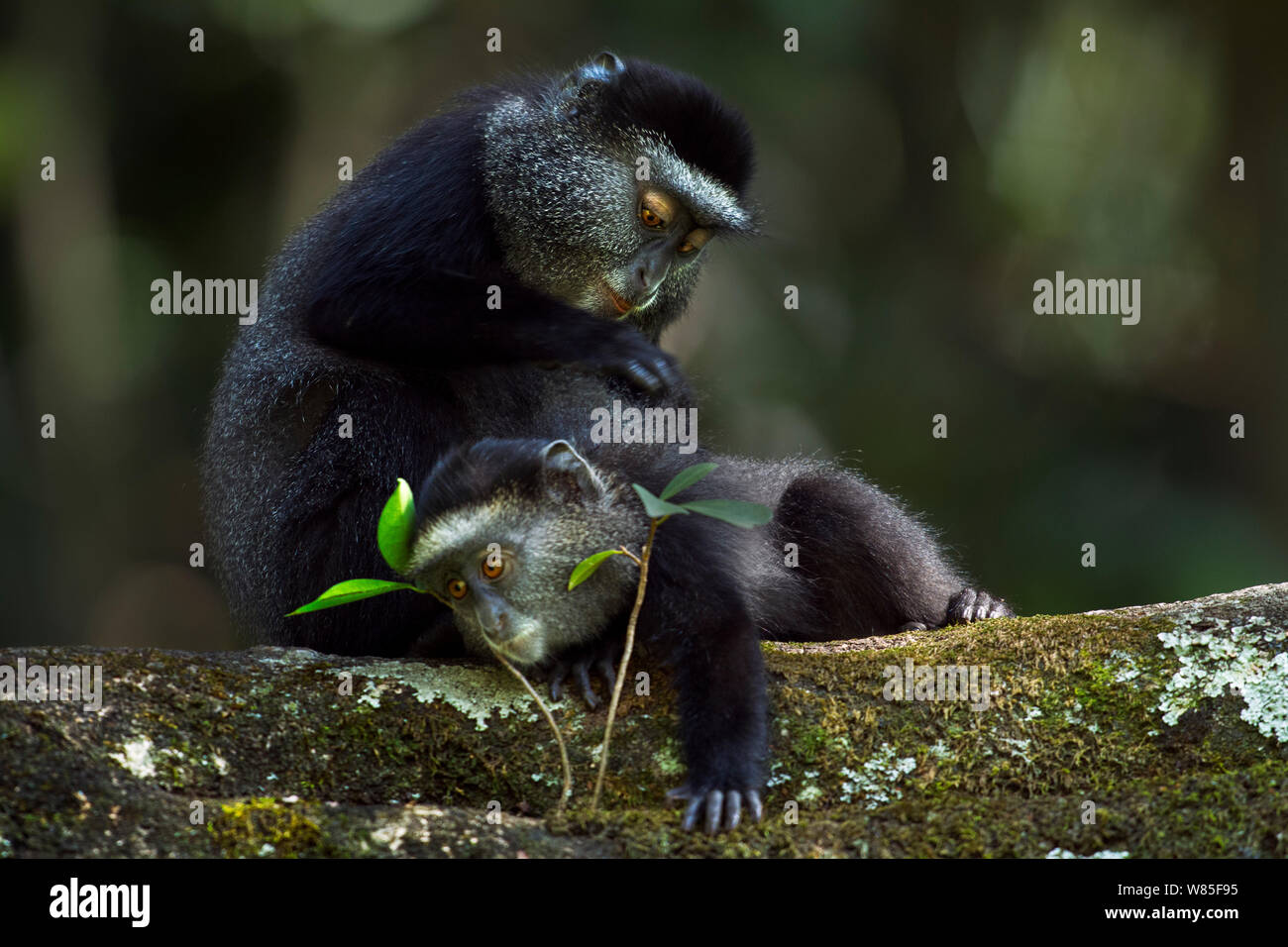 Juvenile Stulmann's blue monkey (Cercopithecus mitis stuhlmanni ...