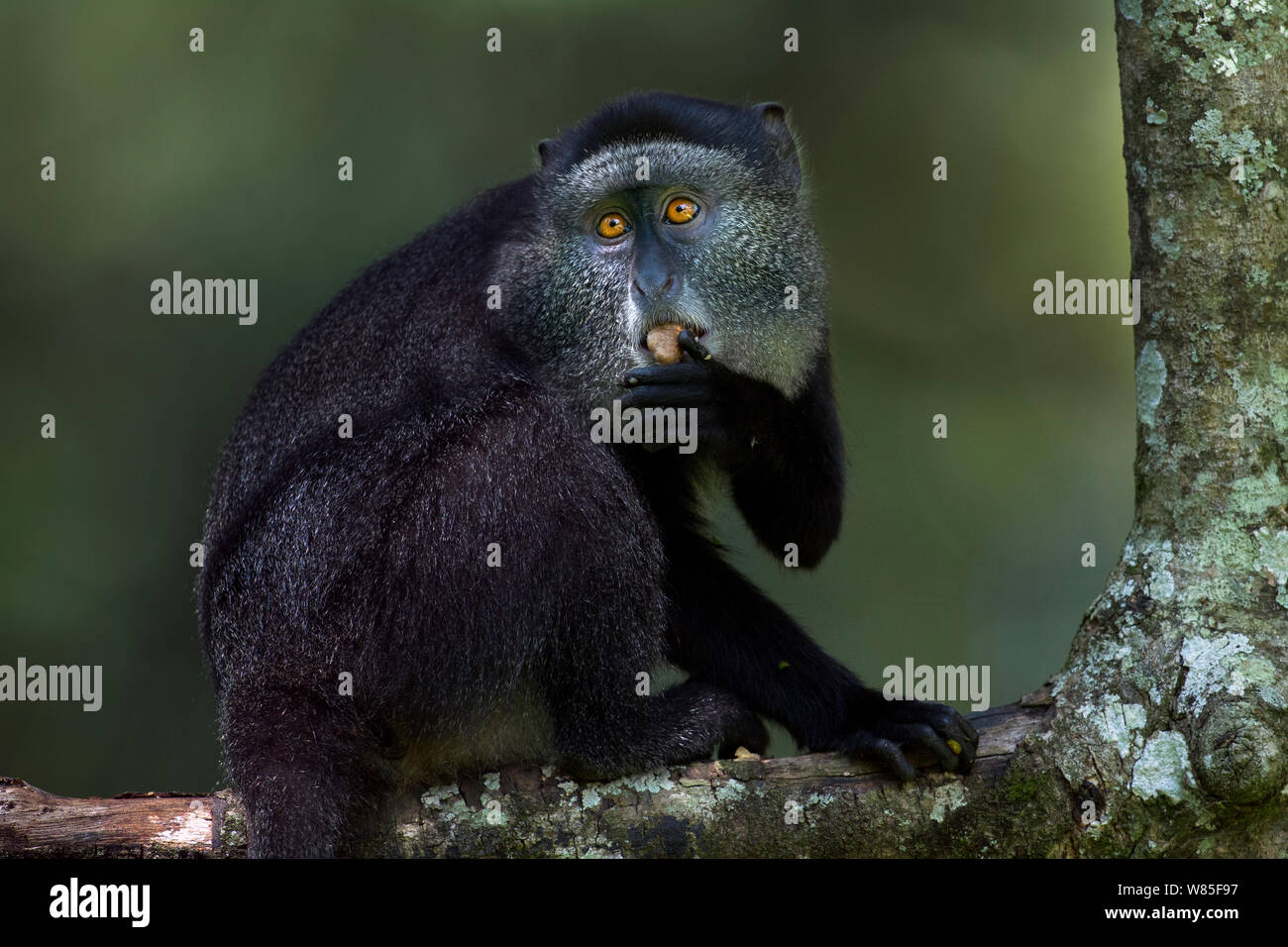 Cheek pouches hi-res stock photography and images - Alamy