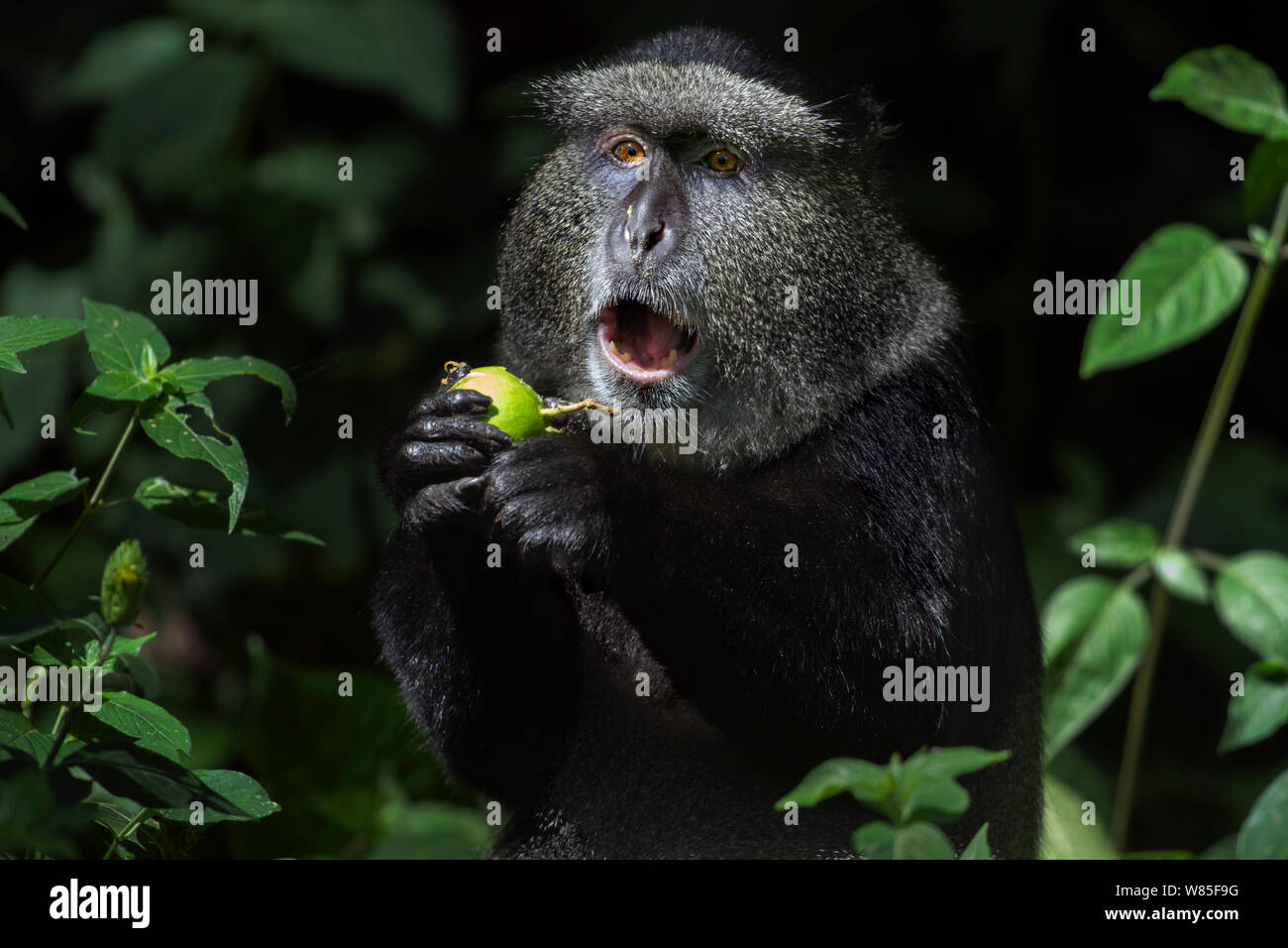 Alpha male monkey hi-res stock photography and images - Alamy