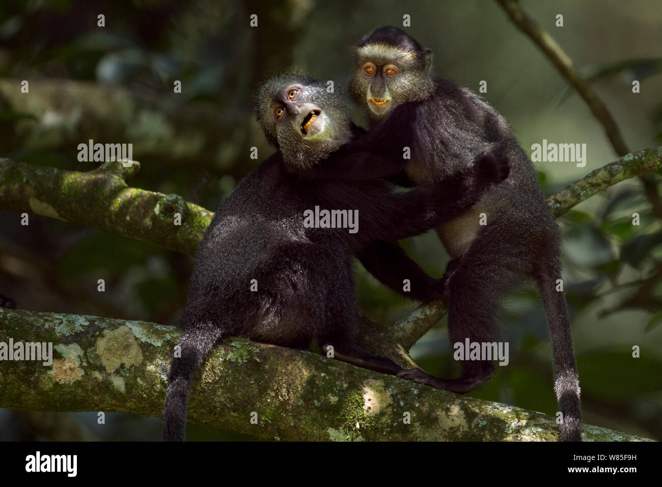 Stulmann's blue monkey (Cercopithecus mitis stuhlmanni) juvenile aged ...
