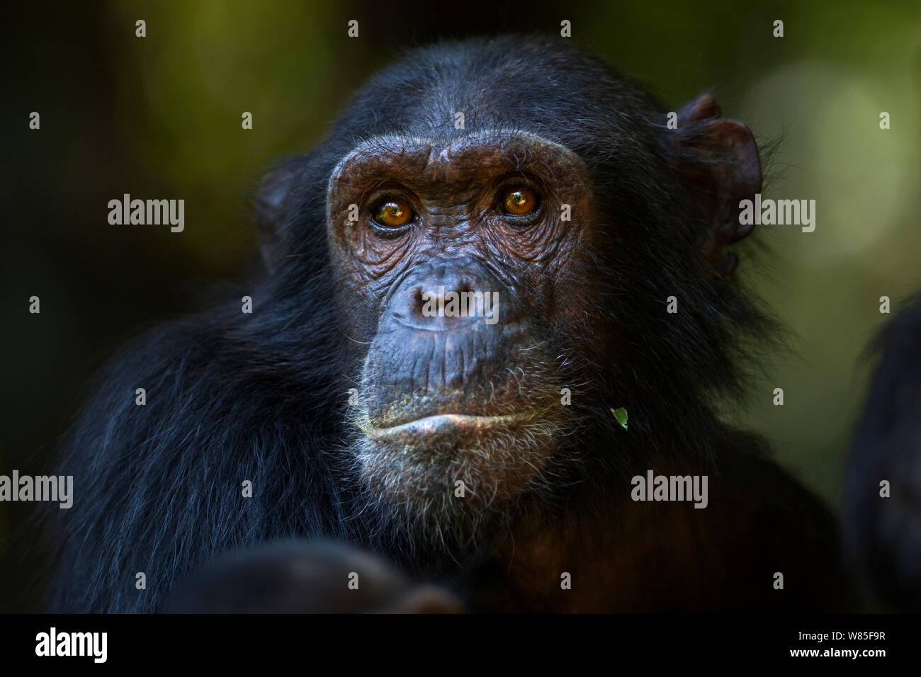 Gombe national park hi-res stock photography and images - Alamy