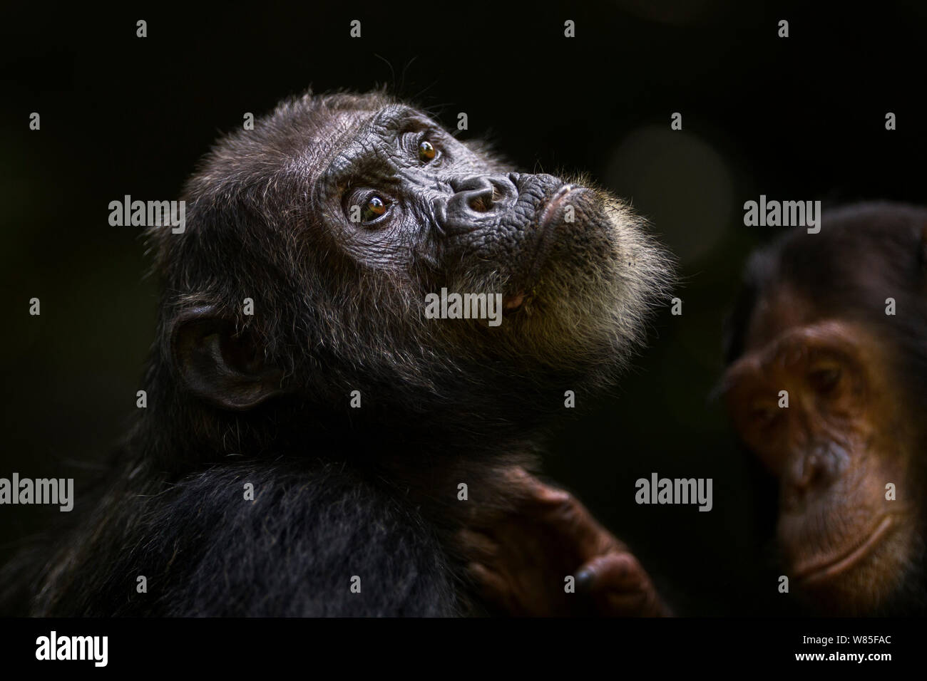Eastern chimpanzee (Pan troglodytes schweinfurtheii) male 'Frodo' aged ...