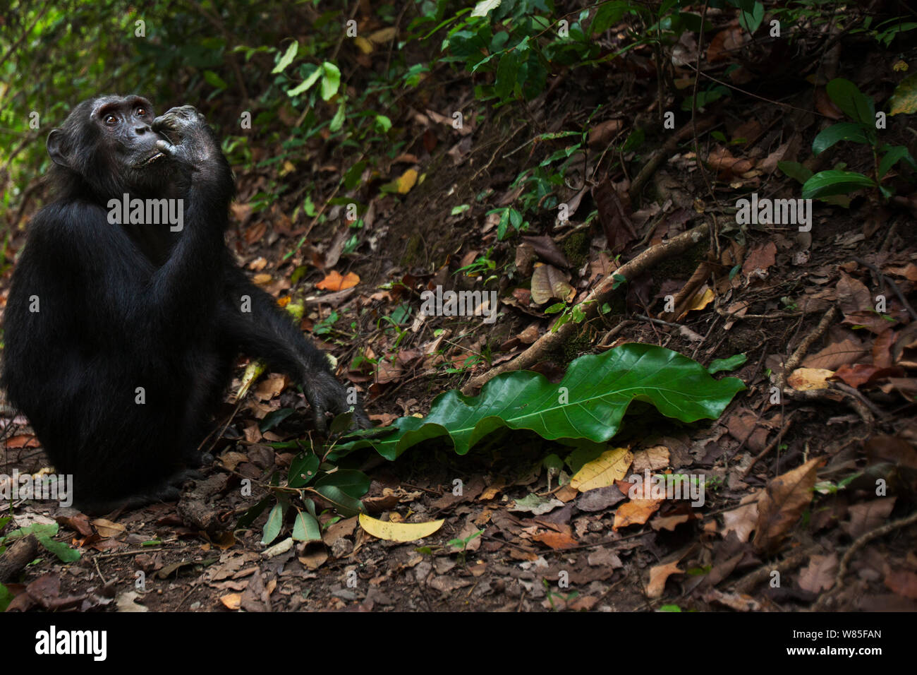 Thinking ape hi-res stock photography and images - Alamy