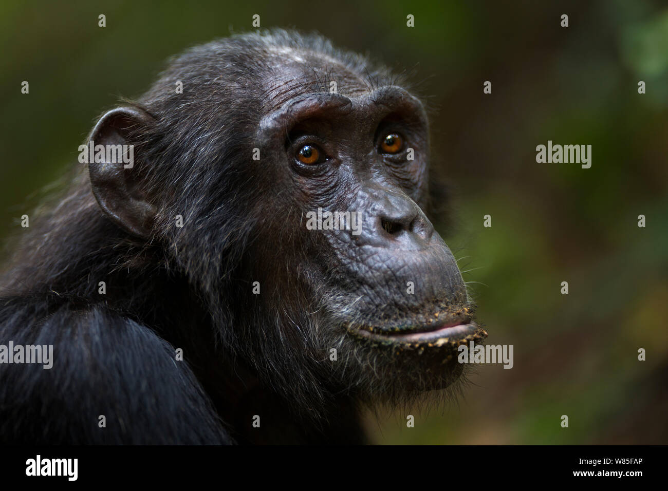 Chimpanzee head hi-res stock photography and images - Alamy