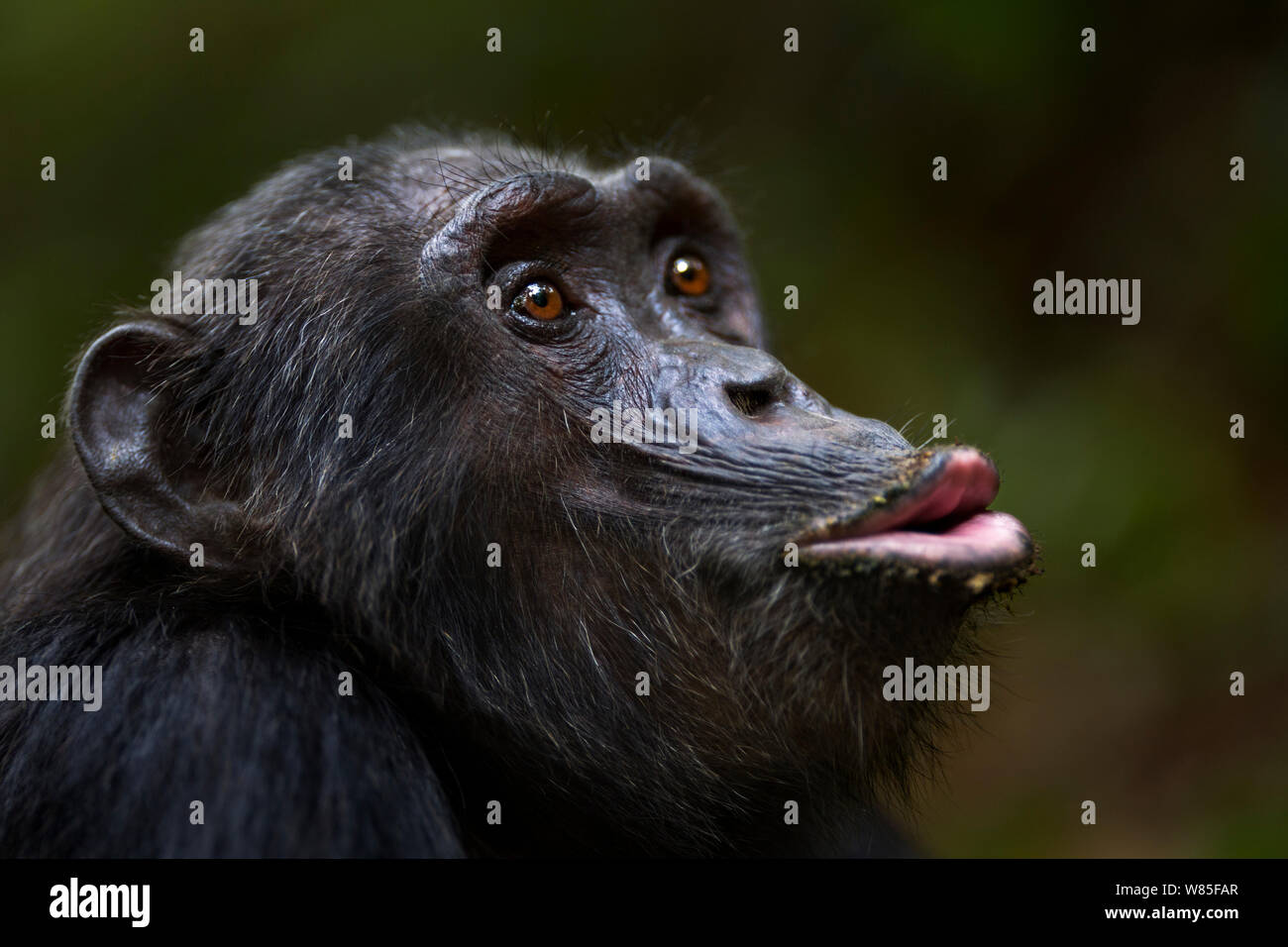 Chimpanzee lips hi-res stock photography and images - Alamy