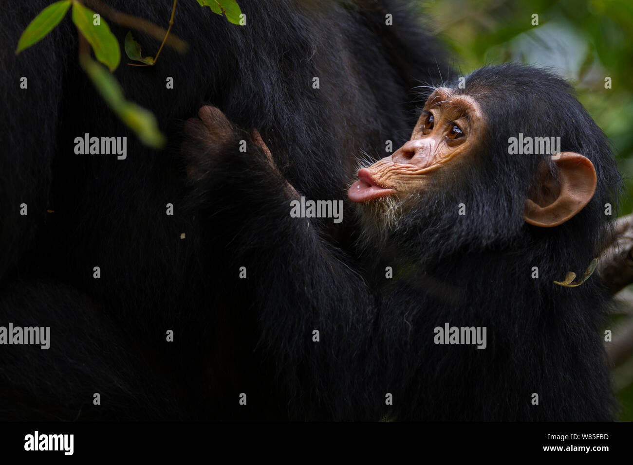 Eastern chimpanzee family hi-res stock photography and images - Alamy
