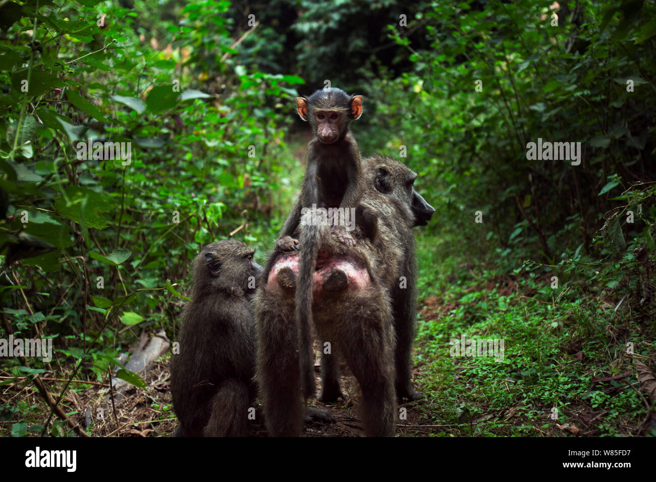 Baboon bottom hi-res stock photography and images - Alamy