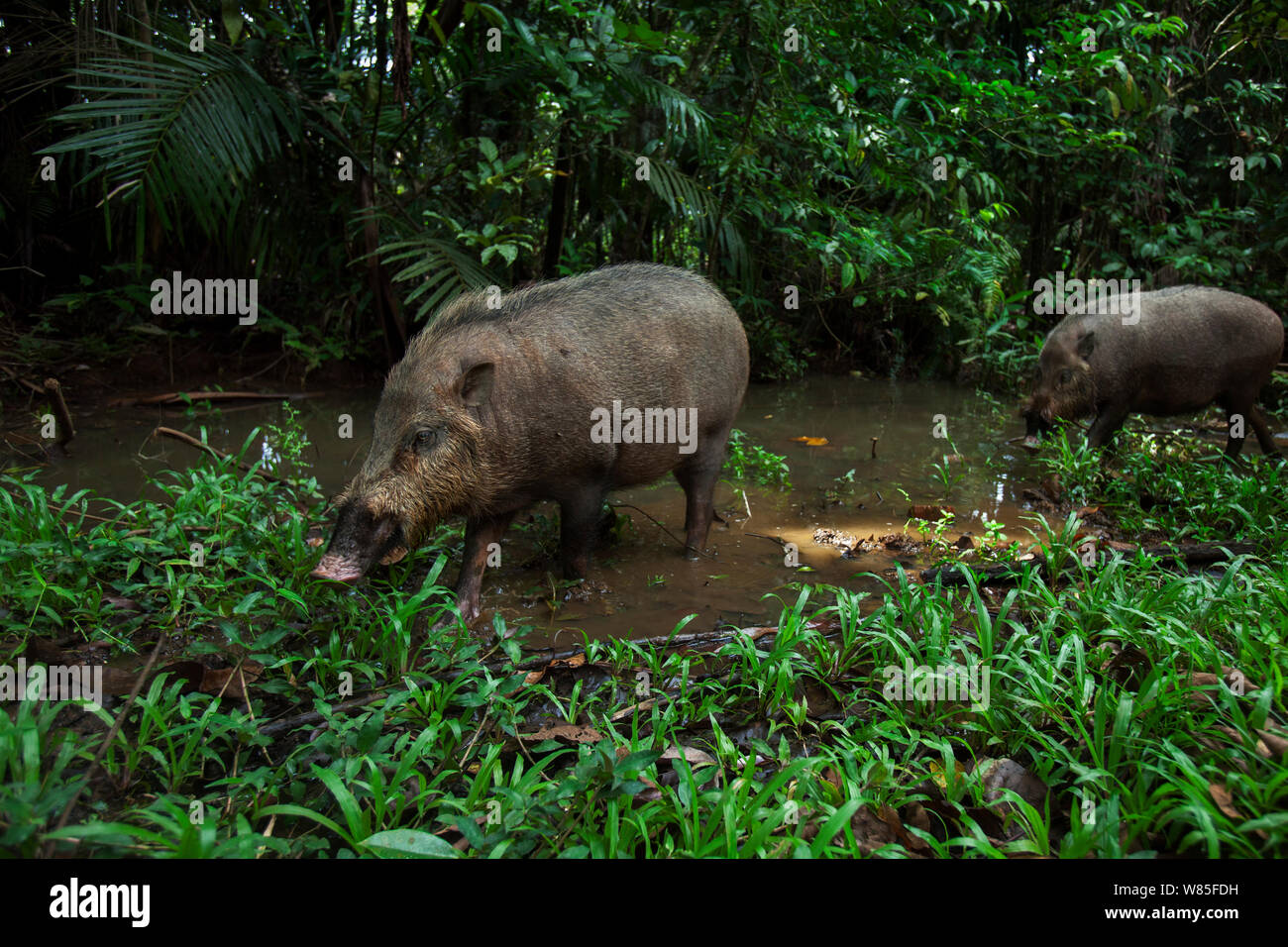 Bearded pigs (Sus barbatus) forgaing in a muddy pool on the rainforest ...