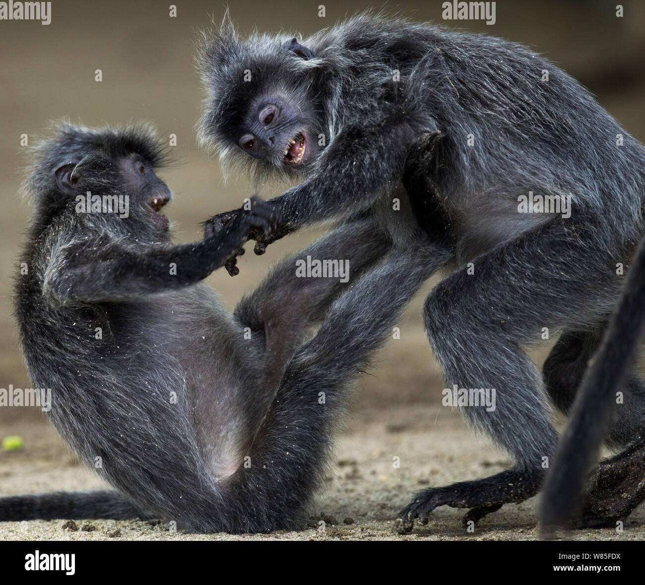Spider Monkeys Fighting